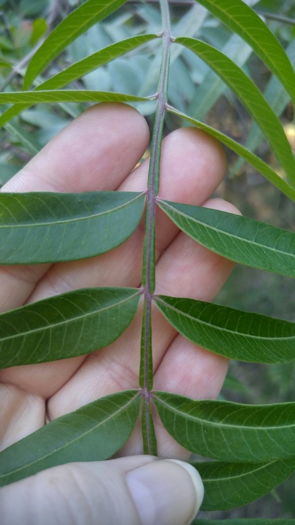 Prairie flameleaf sumac (Rhus lanceolata) - Botanical Realm