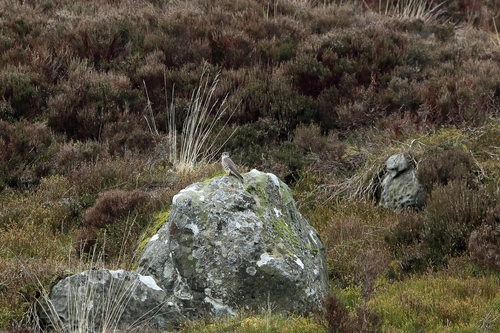 Eurasian Merlin (Subspecies Falco columbarius aesalon) · iNaturalist ...