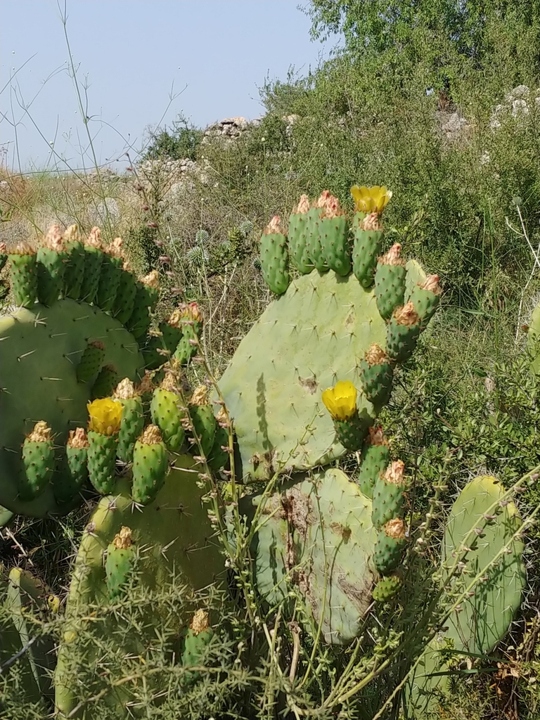 Indian fig opuntia from חורבת נכס on May 22, 2020 at 03:55 PM by Yuval ...