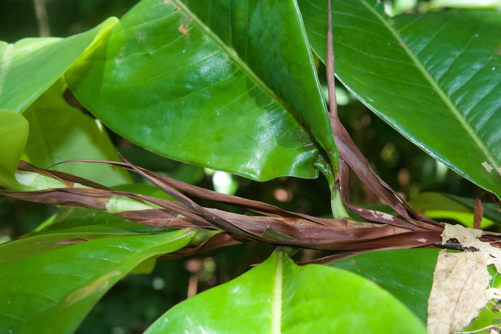 coca trees (Erythroxylum) - Botanical Realm