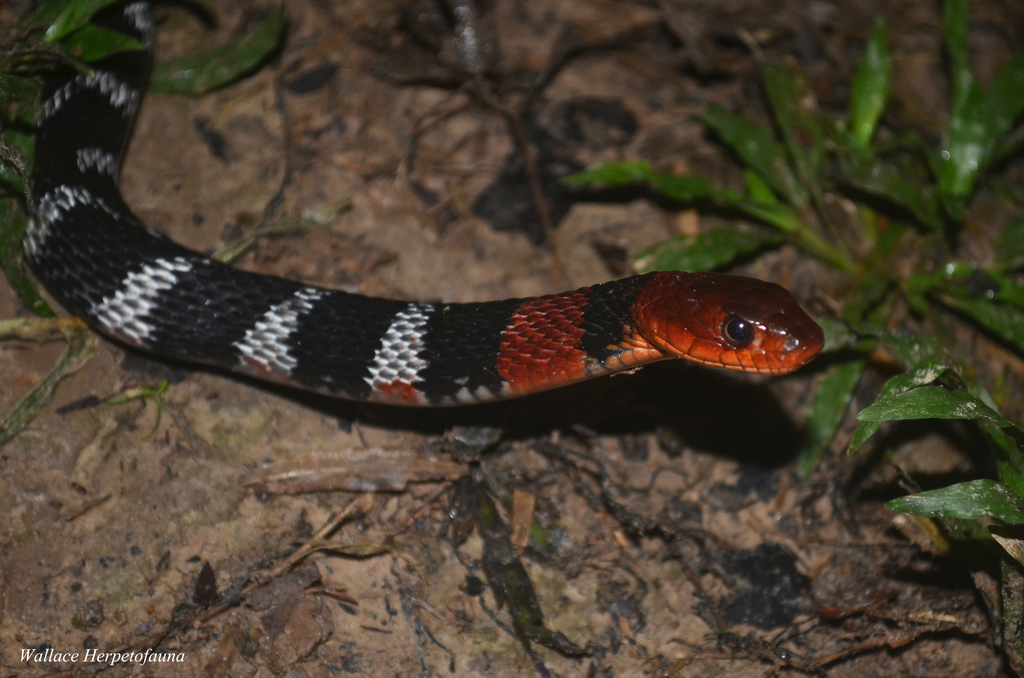 Orange-lipped Keelback (Rhabdophis flaviceps) - Snakes and Lizards