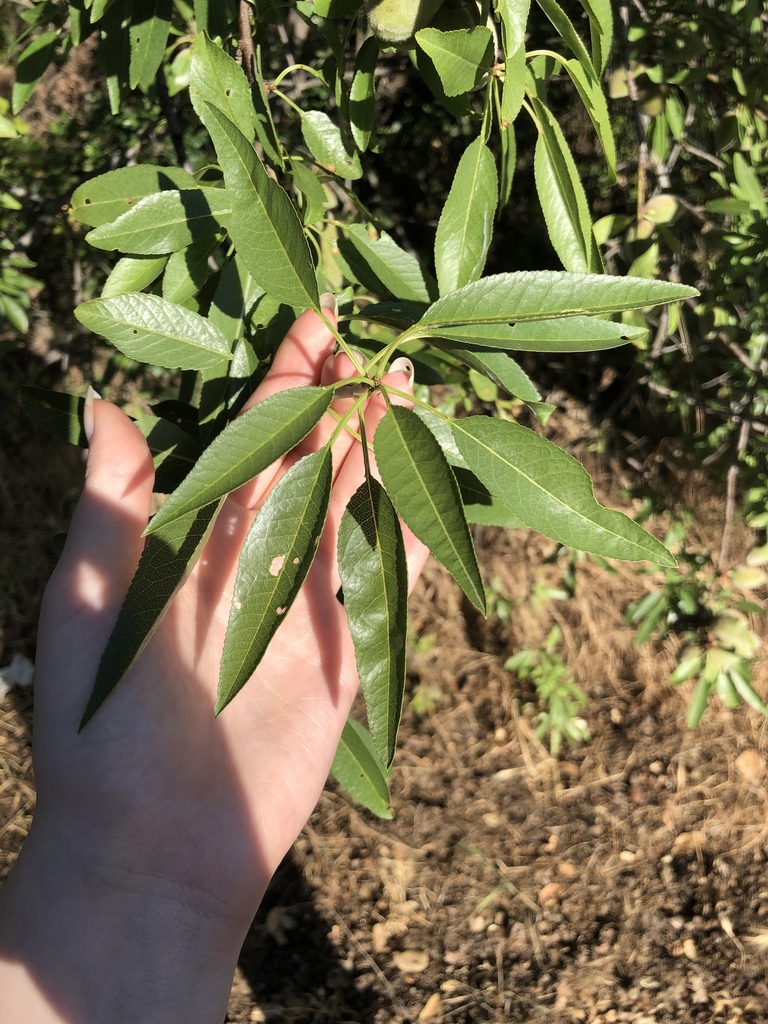 Almond (Prunus amygdalus) - Botanical Realm