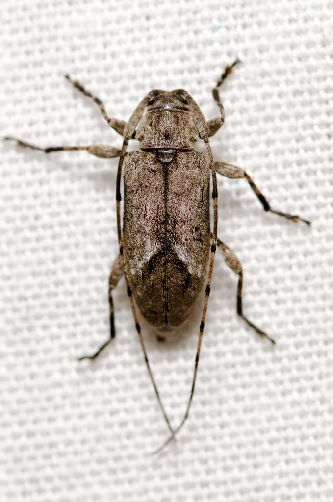 Sternidius mimeticus (Longhorn Beetles of the United States Pt.2 ...
