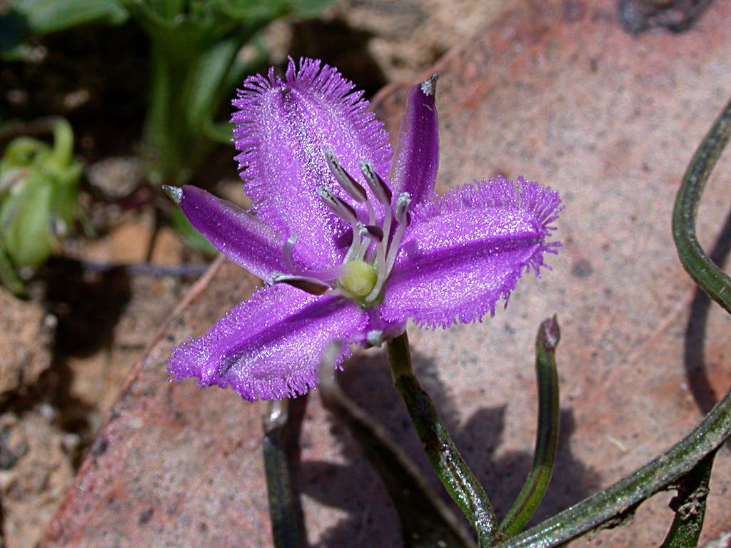 Twining Fringe-lily from Myamyn VIC 3304, Australia on November 10 ...