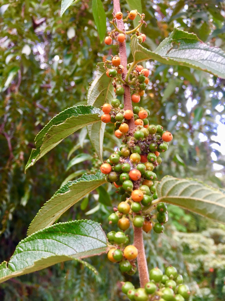 Nettletree from Reserva Forestal Grecia, Grecia, Alajuela, CR on April ...