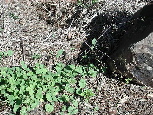 scarlet spiderling (Vascular Plants of Wild Basin) · iNaturalist