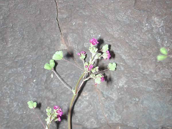 scarlet spiderling (Vascular Plants of Wild Basin) · iNaturalist