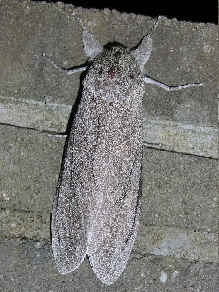 Endoxyla from Upper Ferntree Gully VIC 3156, Australia on January 14 ...