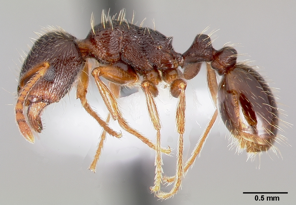 pavement ant (Ants of San Francisco) · iNaturalist