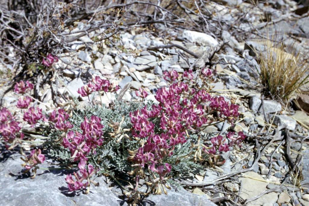 ground plum (Vascular Plants of Wild Basin) · iNaturalist