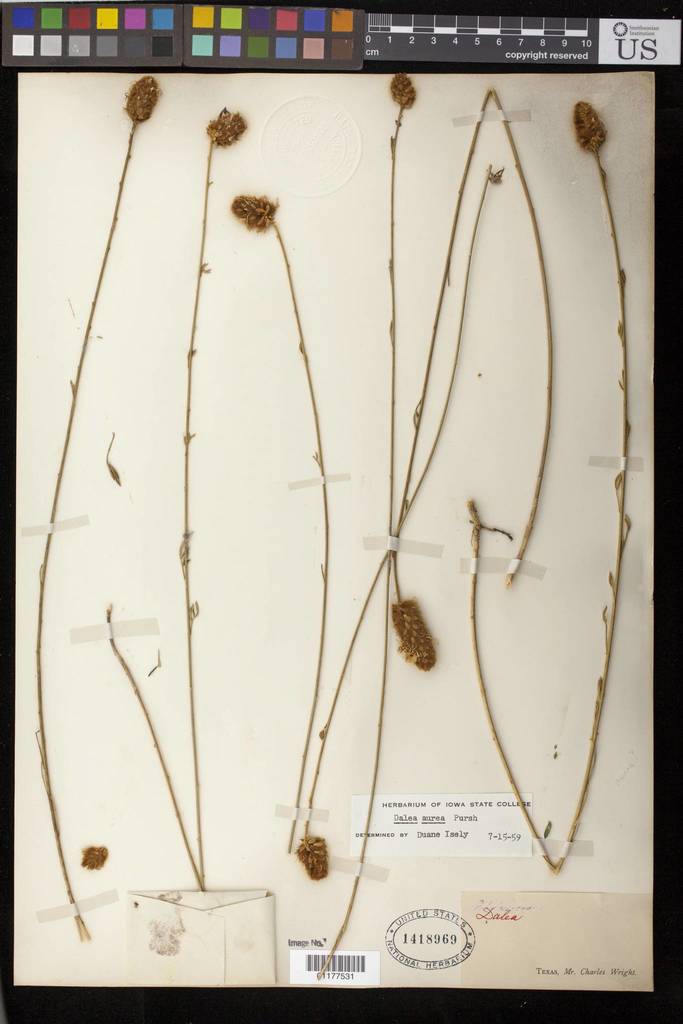 golden dalea (Vascular Plants of Wild Basin) · iNaturalist