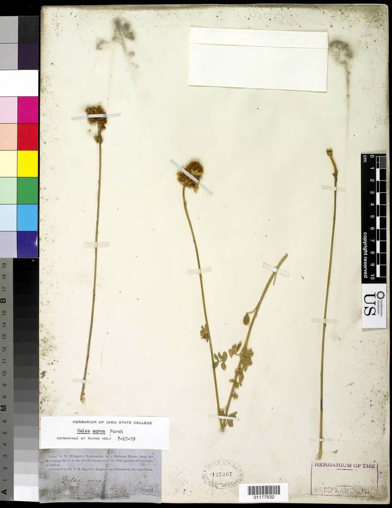 golden dalea (Vascular Plants of Wild Basin) · iNaturalist