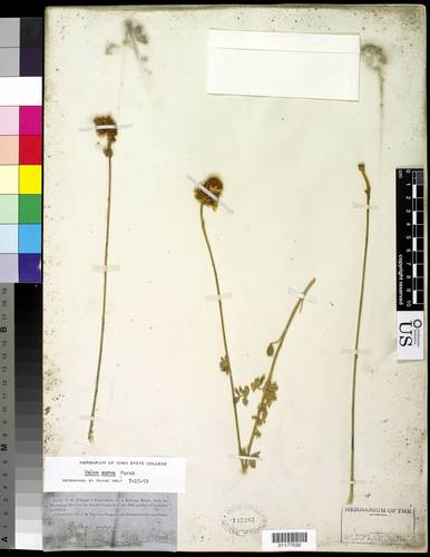 golden dalea (Vascular Plants of Wild Basin) · iNaturalist
