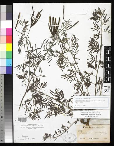 velvet bundleflower (Vascular Plants of Wild Basin) · iNaturalist