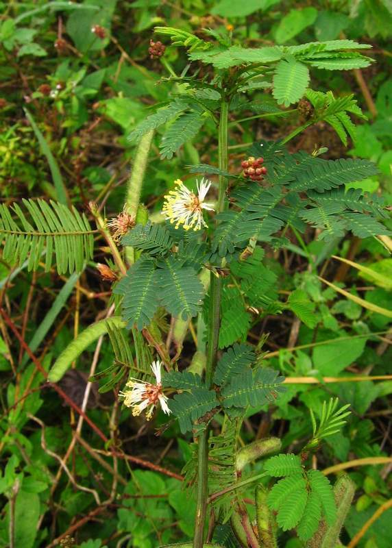 bundleflower (Vascular Plants of Wild Basin) · iNaturalist