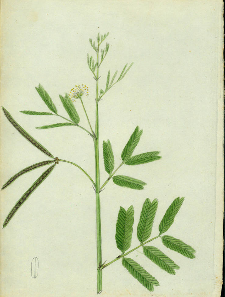 bundleflower (Vascular Plants of Wild Basin) · iNaturalist
