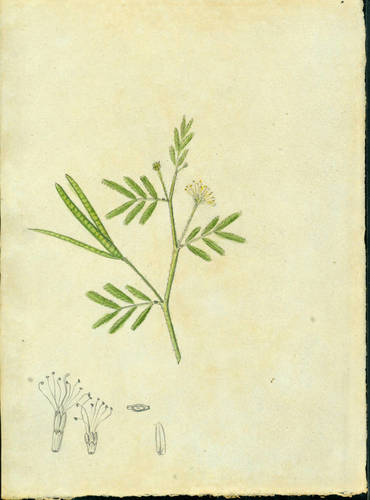 bundleflower (Vascular Plants of Wild Basin) · iNaturalist