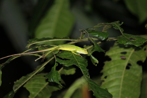 Great Crested Canopy Lizard (Bronchocela jubata) - Snakes and Lizards