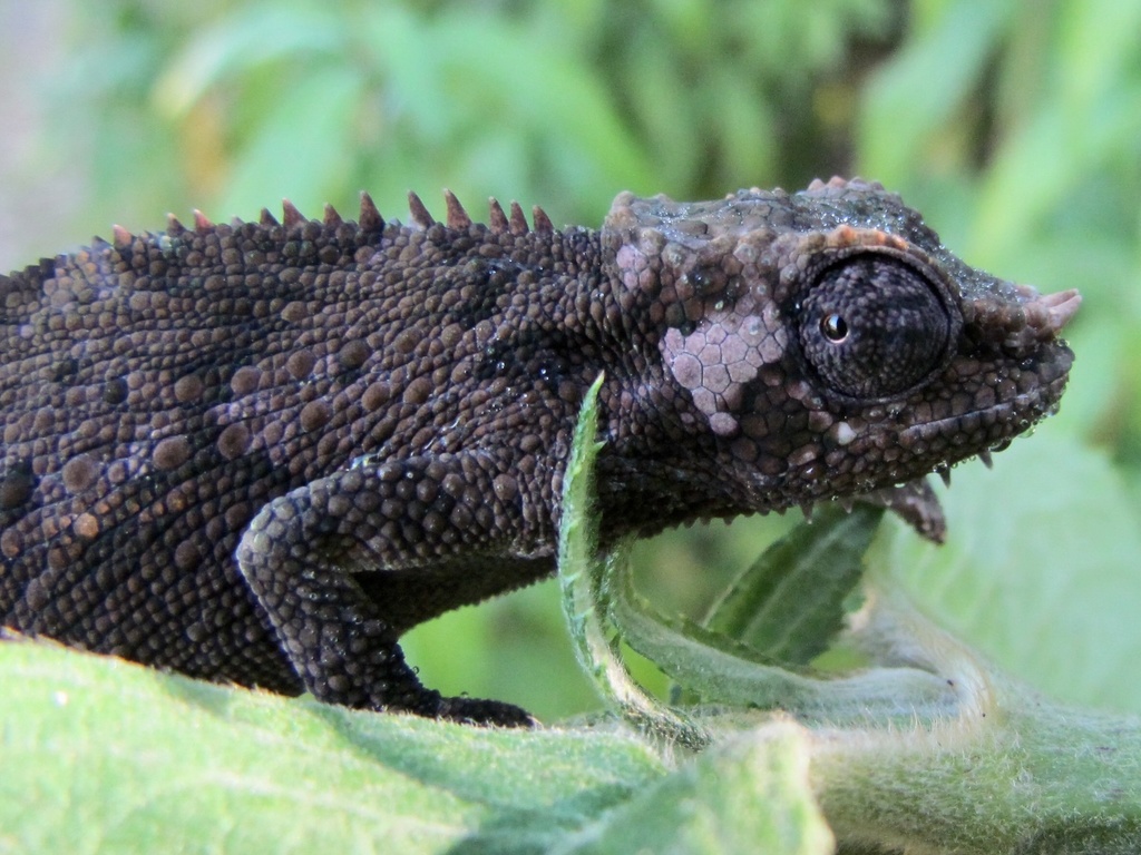 Bale Two-horned Chameleon in January 2015 by James Kuria NDUNG’U ...