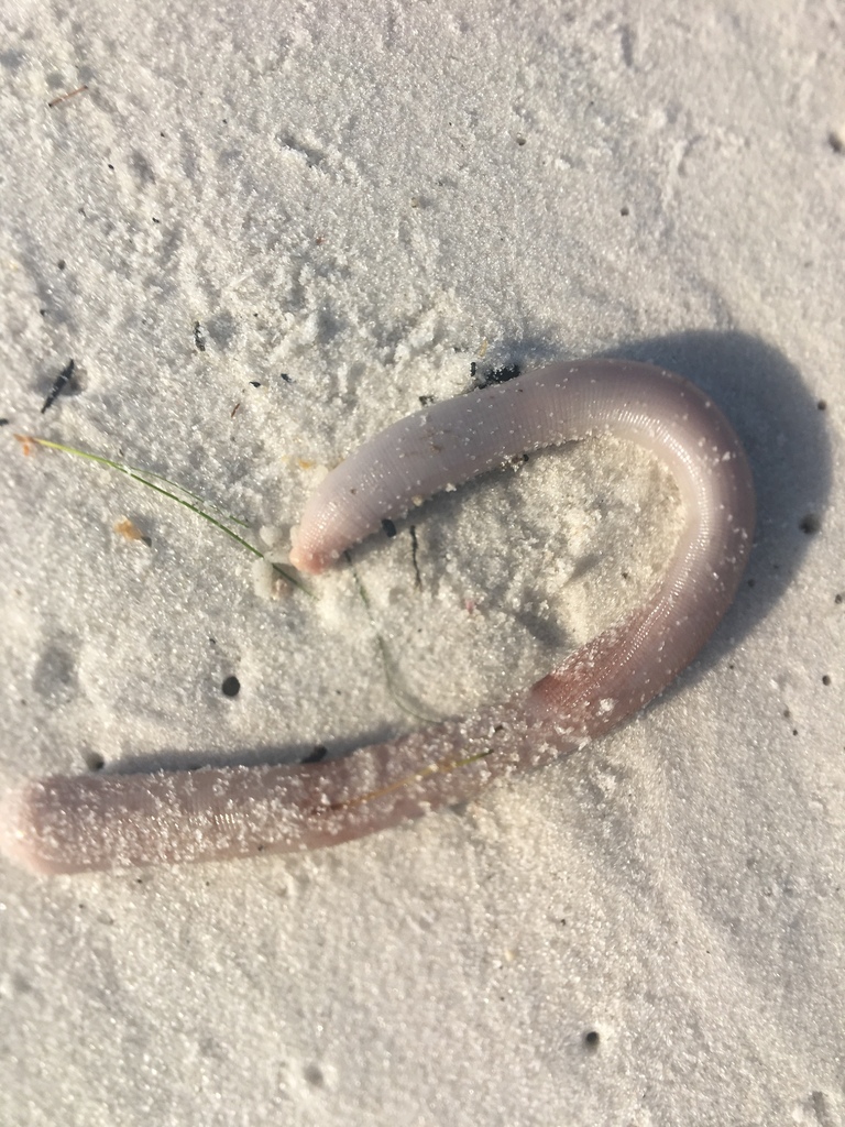 Spoonworms from Gulf of Mexico, Destin, FL, US on May 22, 2020 at 05:24 ...