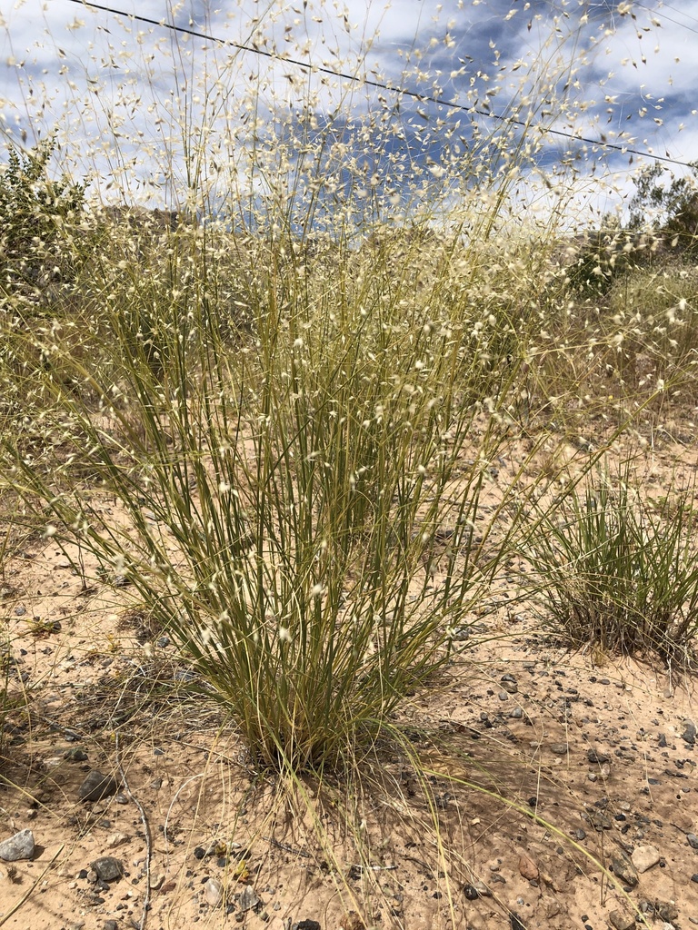 Sand Ricegrass from W Charleston Blvd, Blue Diamond, NV, US on May 22 ...