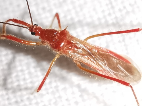 Polytoxus sanguineus · iNaturalist United Kingdom