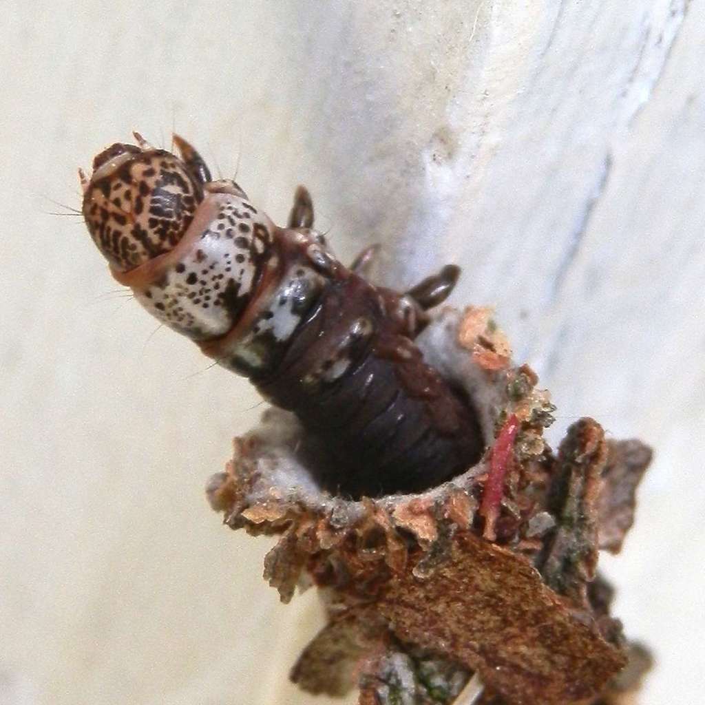 Common Case Moth from Upper Ferntree Gully VIC 3156, Australia on ...