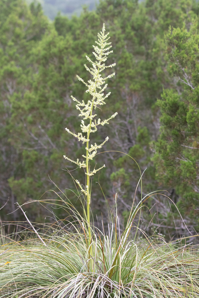 Devil's Shoestring from Austin, TX, USA on May 22, 2020 at 09:29 AM by ...