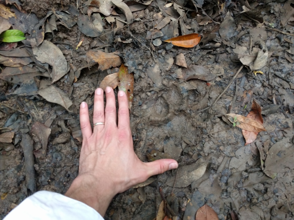 Sunda Tiger in April 2017 by Matt Muir · iNaturalist