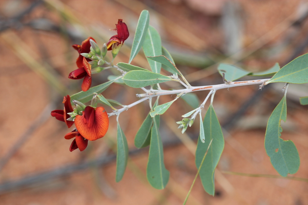 Heart Leaf Poison from Burra, Queensland, Australia on April 20, 2016 ...