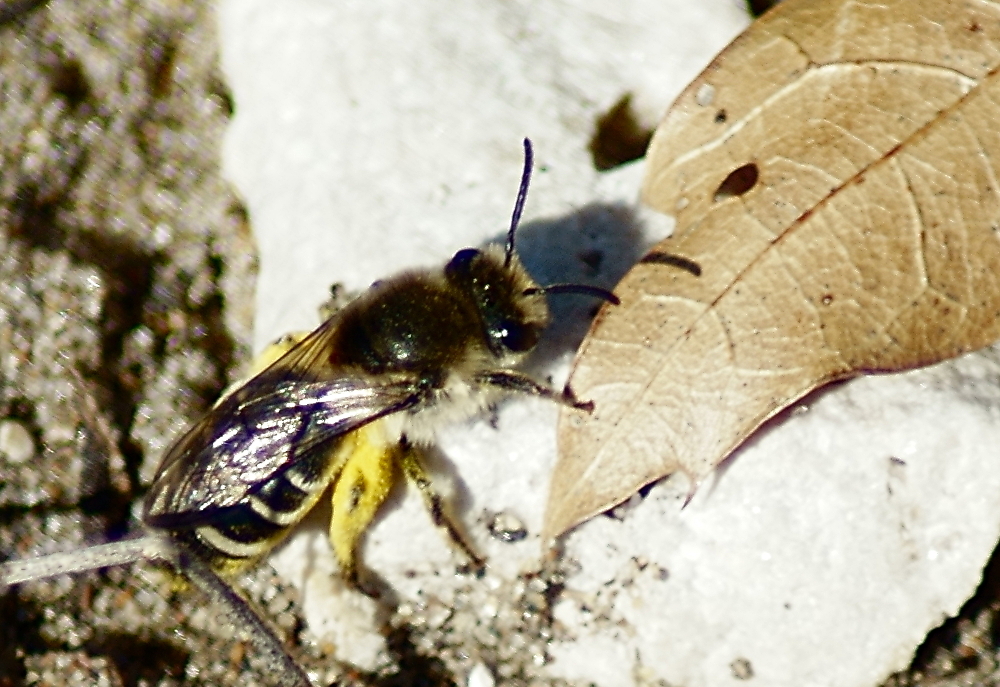 Cellophane Bees from Illinois Beach Nature Preserve on April 23, 2017 ...