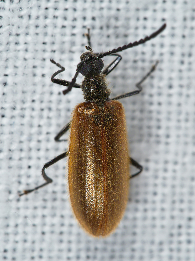 Lagria atripes from Namur, Wallonie, Belgium on May 22, 2020 at 04:02 ...