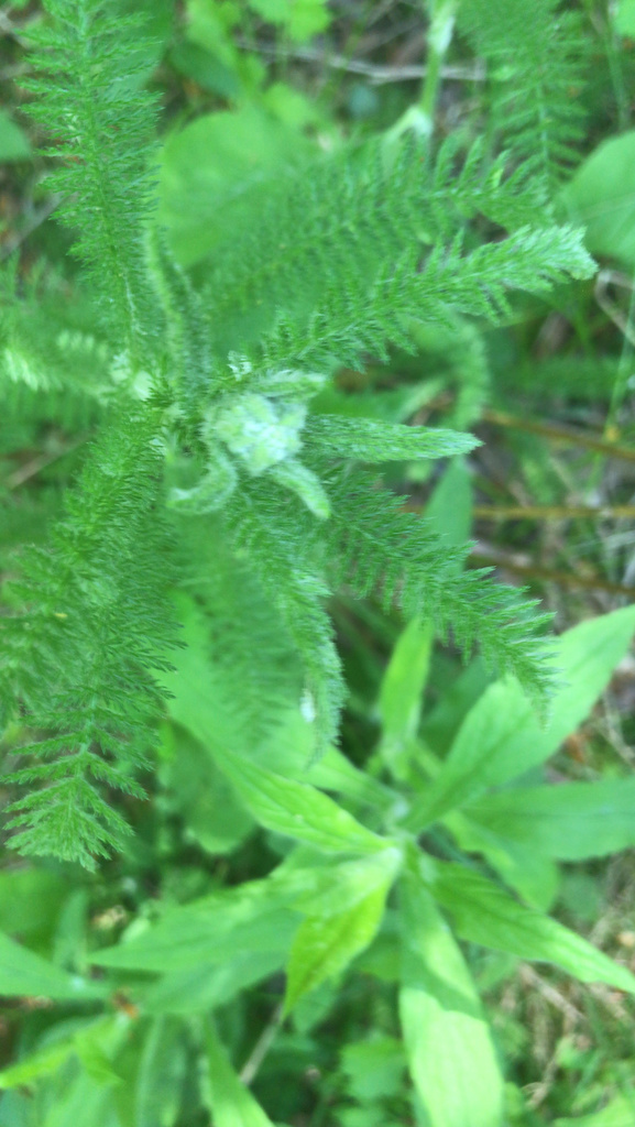 common yarrow from Bethpage State Park Golf Courses, Old Bethpage, NY ...
