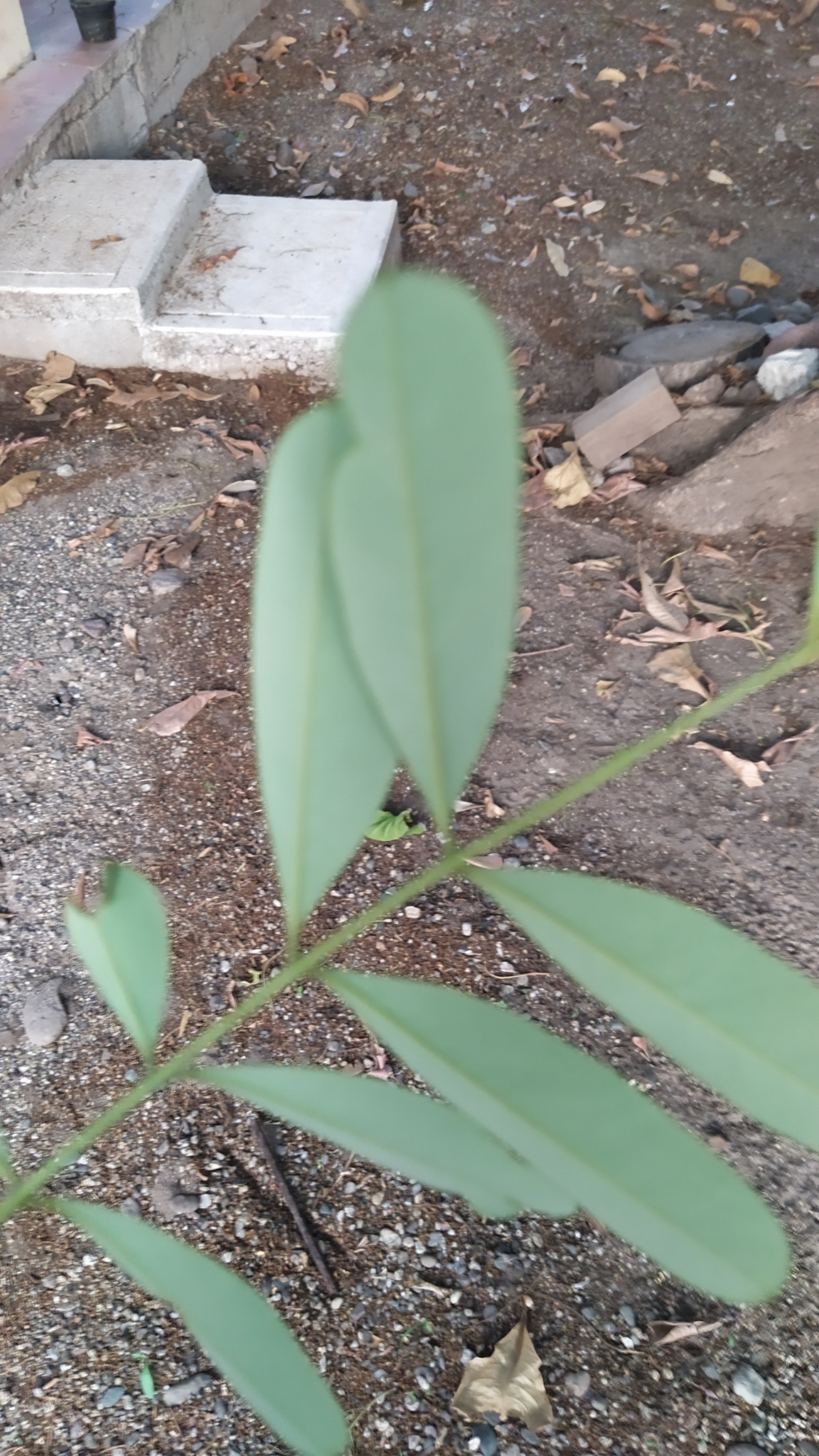 Simarouba amara Aubl.