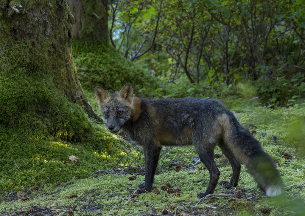Kodiak Red Fox (Vulpes vulpes harrimani) - Know Your Mammals