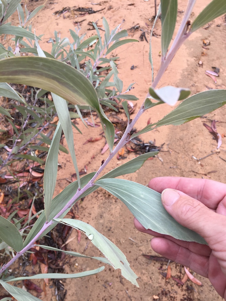 (Acacia cretata) - Botanical Realm