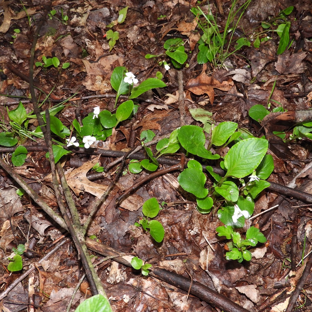 primrose-leaved violet in May 2020 by Rob Curtis · iNaturalist