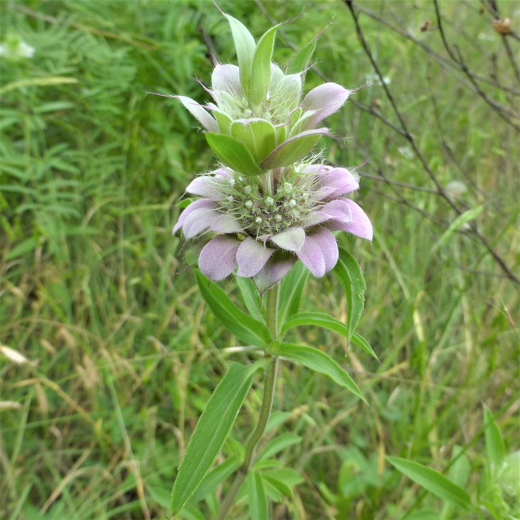 lemon beebalm from Dallas, Texas, United States on May 21, 2020 at 11: ...