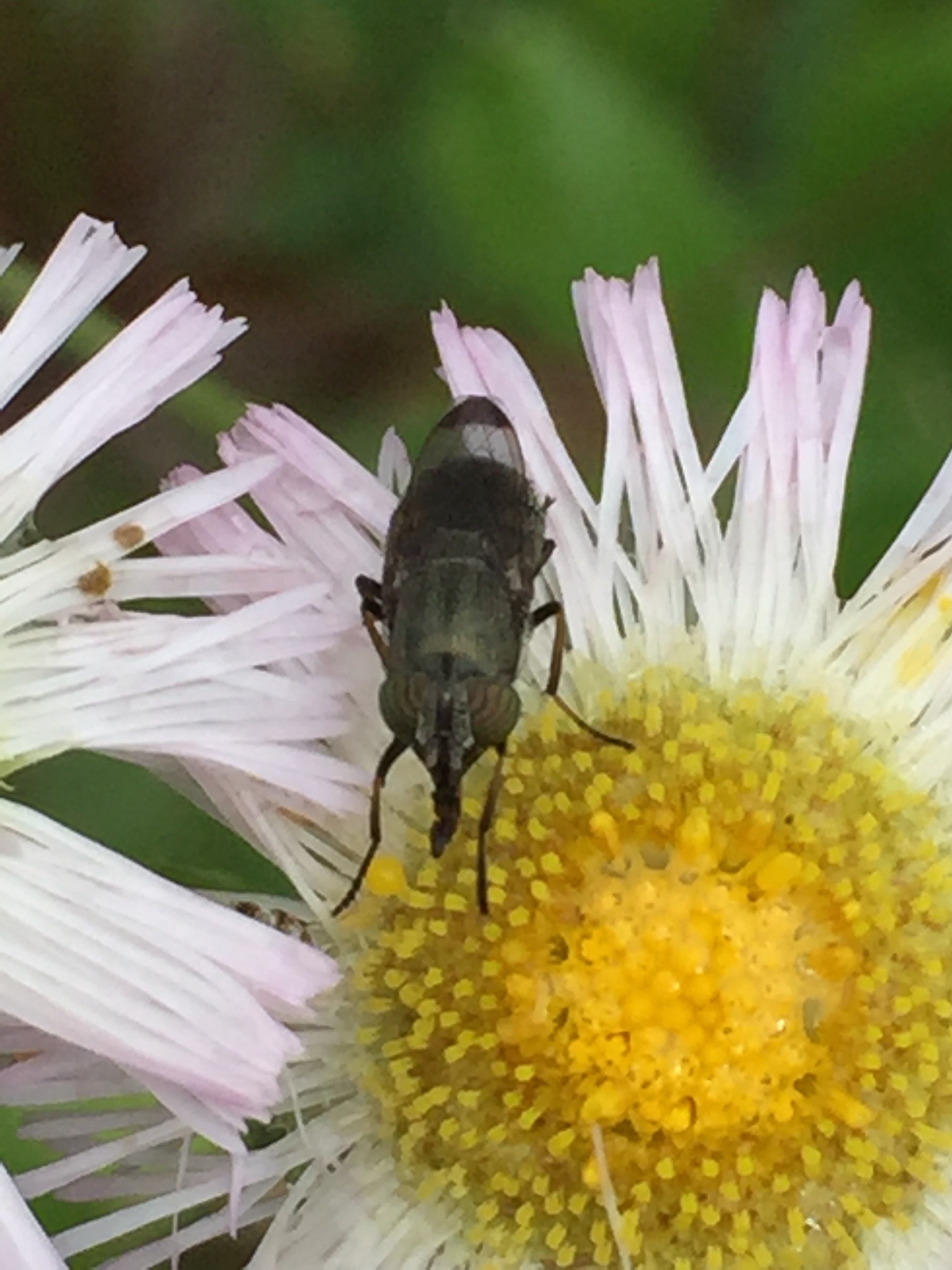 Stomorhina obsoleta (Wiedemann, 1830)