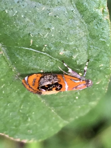 Schiffermuelleria imogena · iNaturalist