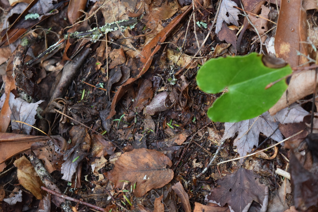 variable-leaf heartleaf from Transylvania County, NC, USA on April 30 ...