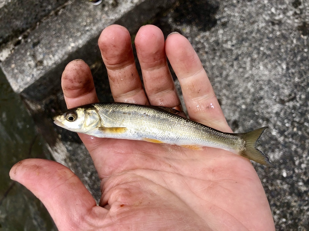 Japanese Dace (Pseudaspius hakonensis) - Marine Life Identification