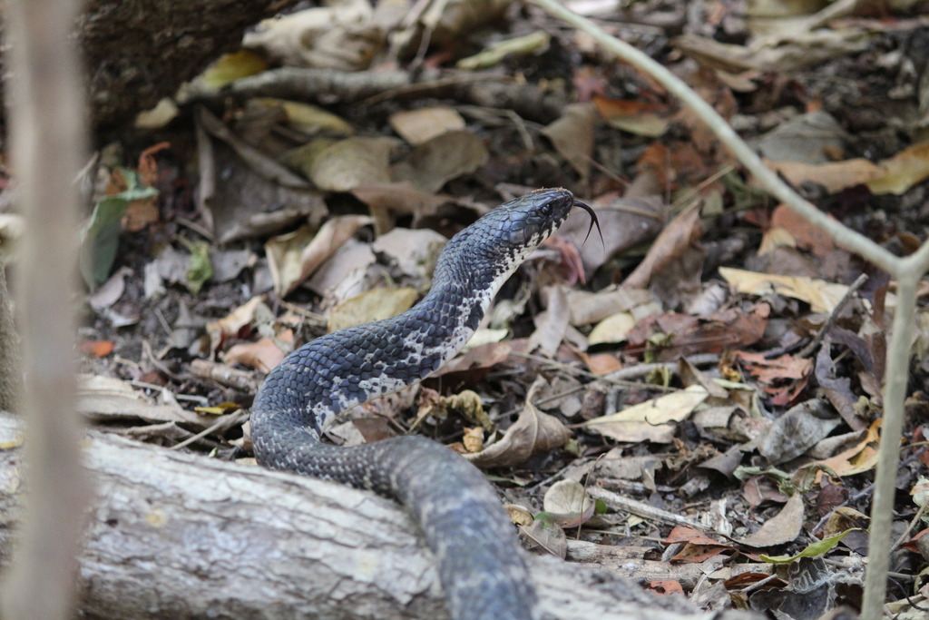 Central American Indigo Snake from San Blas, Nay., México on April 2 ...