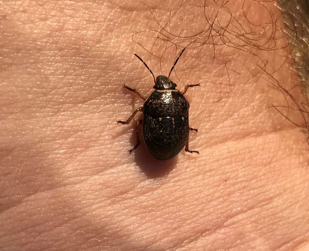 True Bugs from Along Free Rd., Crenshaw County, AL, USA on September 27 ...