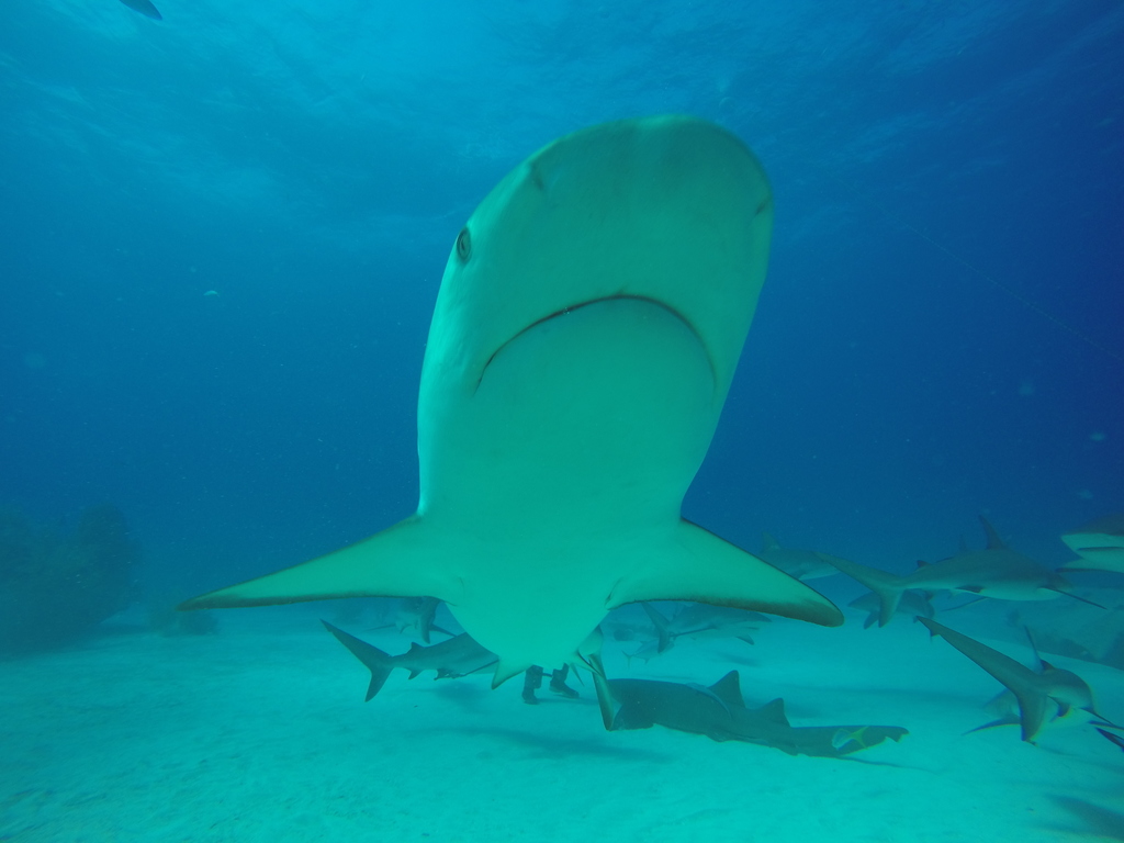 Ground Sharks (Carcharhiniformes) - Marine Life Identification