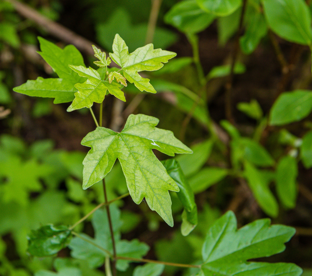 field maple from UBC, University Endowment Lands, BC, Canada on May 22 ...