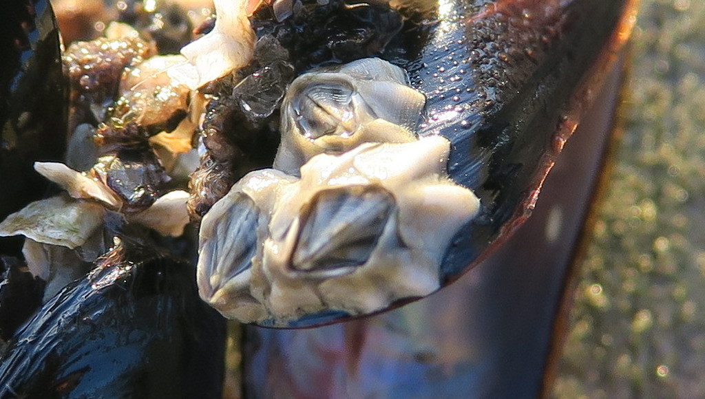 Beaked Barnacle from Taranaki, New Zealand on May 23, 2020 at 07:45 AM ...