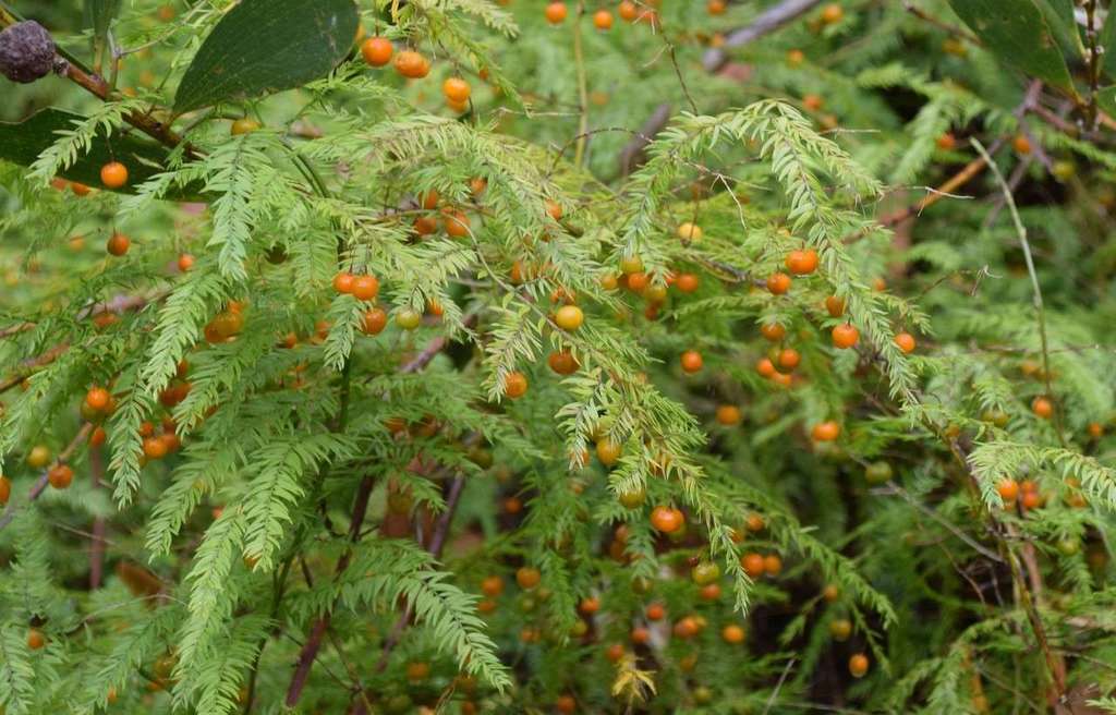 Climbing asparagus from 95 Telegraph Rd, Portland West VIC 3305 ...