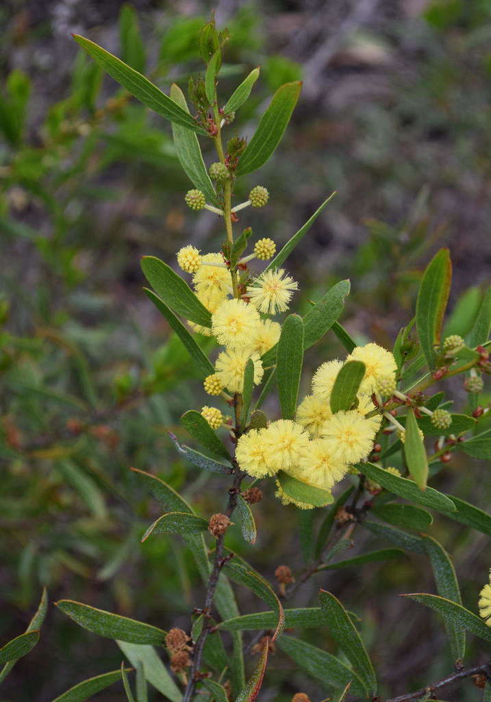 Acacia exudans (Native Flora of the Victorian Volcanic Plains Part 1 ...