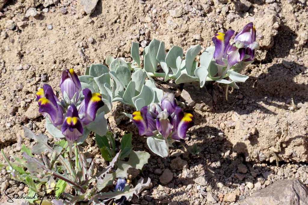 Linaria michauxii from Garmsar, Semnan Province, Iran on April 2, 2013 ...